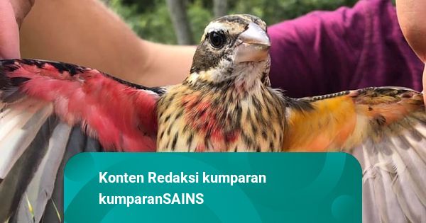 Peneliti Temukan Burung Super Langka Kelamin Ganda | kumparan.com Peneliti Temukan Burung Super Langka Kelamin Ganda | kumparan.com